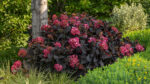 Eclipse® Bigleaf Hydrangea: Meet the New Dark Leaf Rock Star | First ...