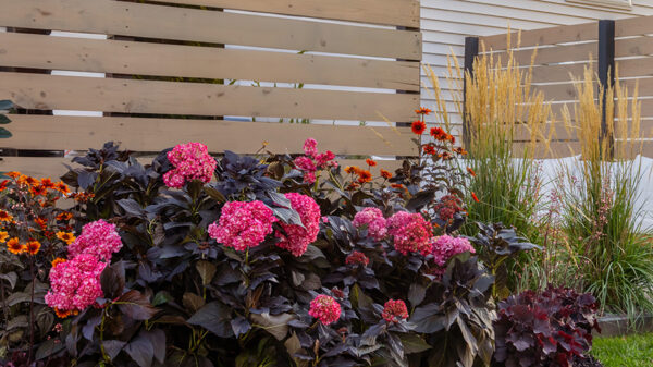 Eclipse® Bigleaf Hydrangea: Meet the New Dark Leaf Rock Star | First ...