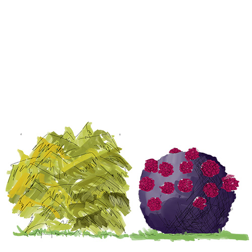 Eclipse® Bigleaf Hydrangea: Meet the New Dark Leaf Rock Star | First ...