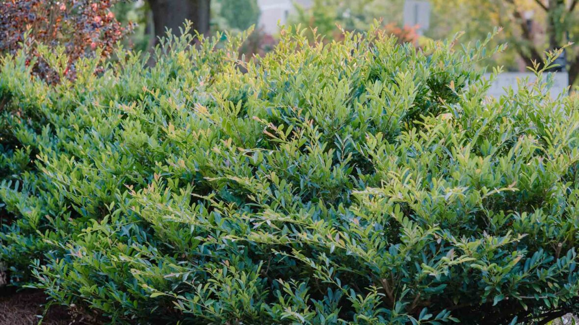 Rock Star Plant - Cinnamon Girl® Distylium | First Editions