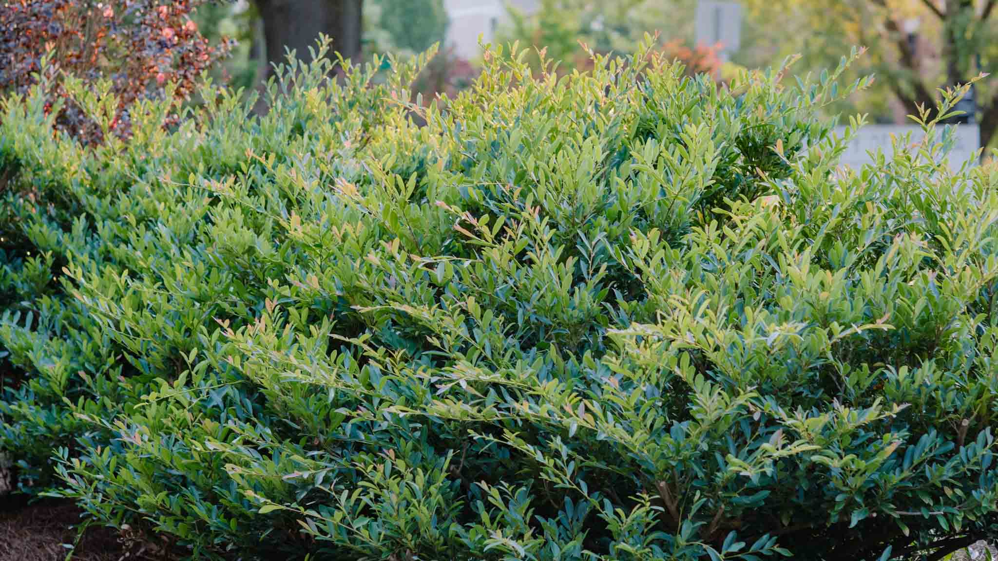 Rock Star Plant - Cinnamon Girl® Distylium | First Editions