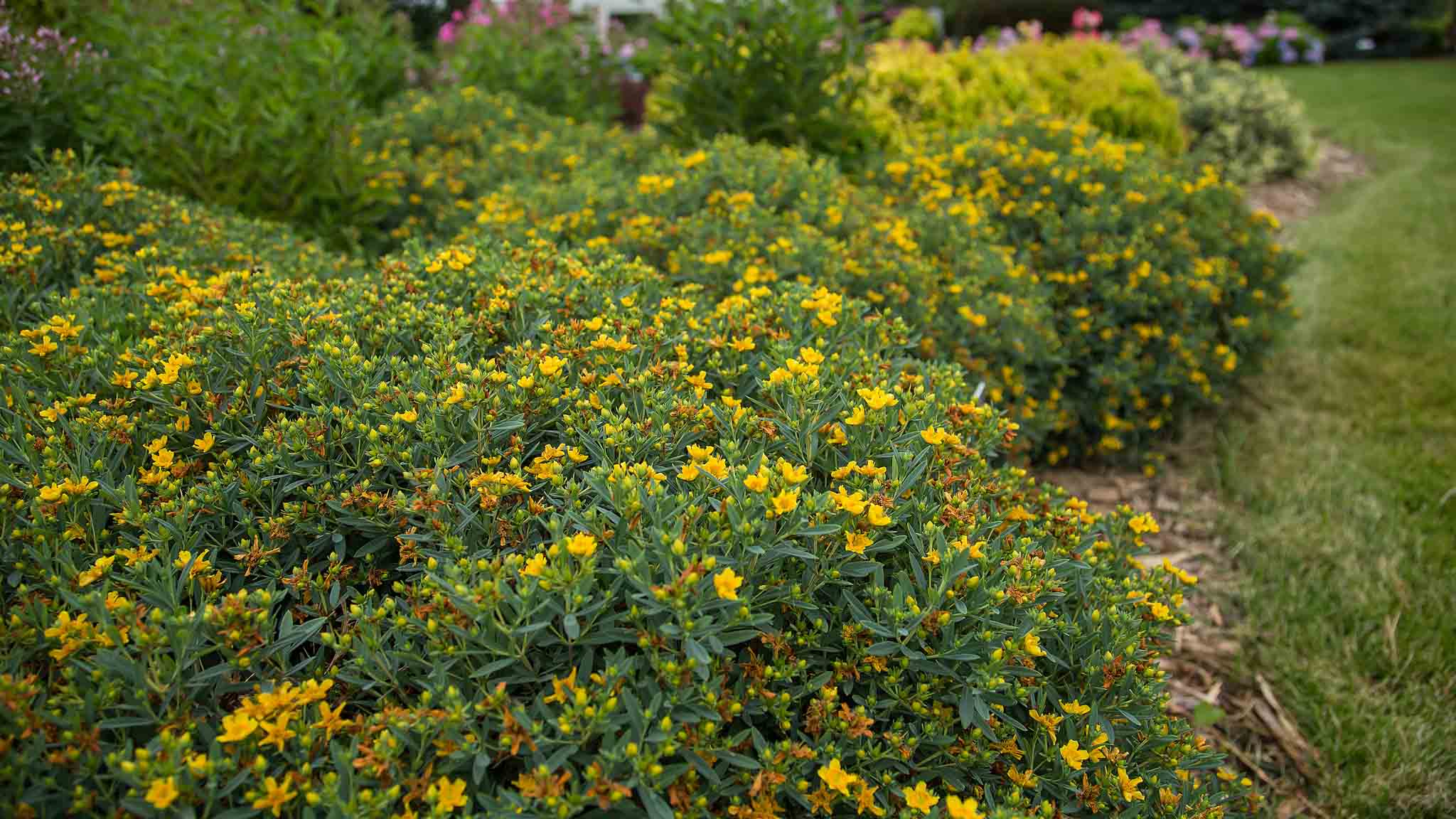 Cobalt-n-Gold™ Hypericum: A Hypericum Kalmianum Rock Star Plant | First ...