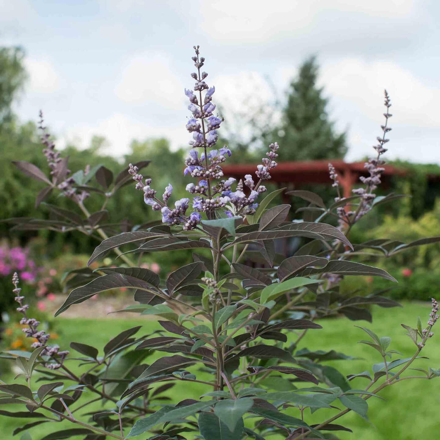 Rock Star Plant - Flip Side® Chastetree | First Editions