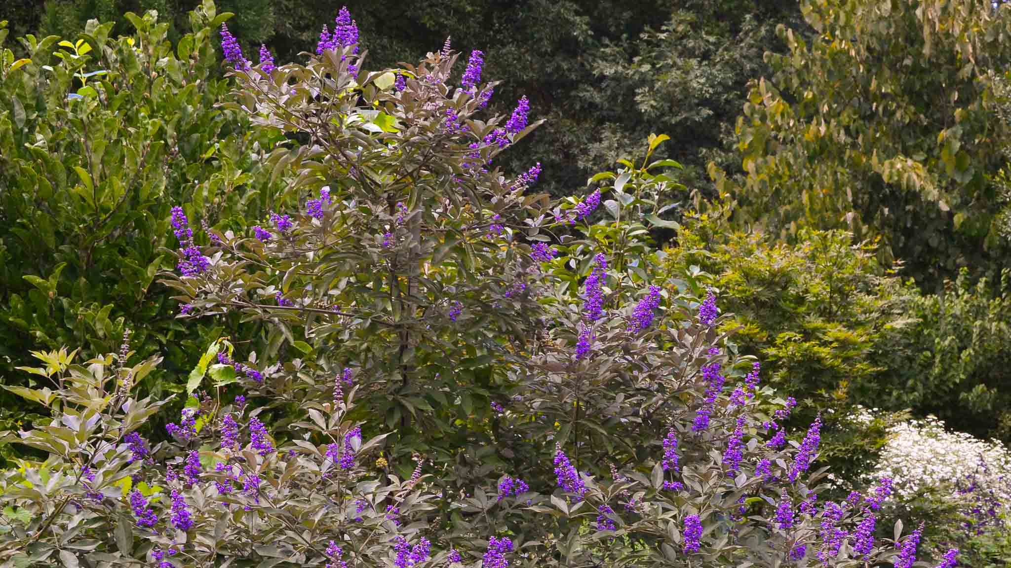 Rock Star Plant - Flip Side® Chastetree | First Editions