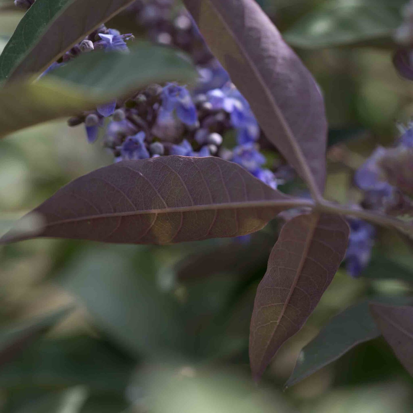 Rock Star Plant - Flip Side® Chastetree | First Editions