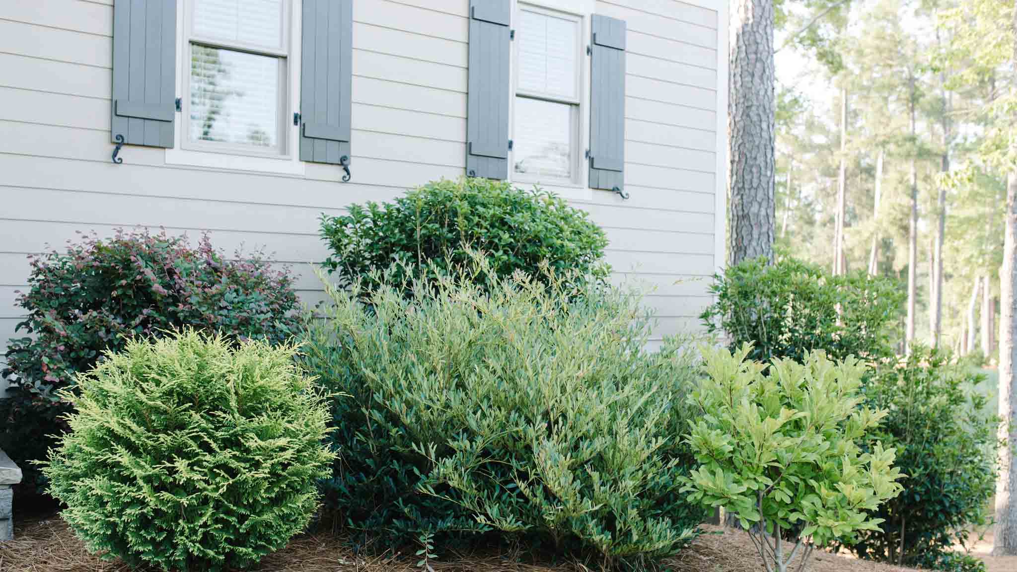 Rock Star Plant - Cinnamon Girl® Distylium | First Editions