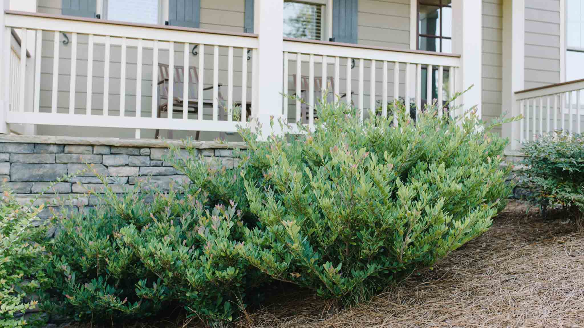 Rock Star Plant - Cinnamon Girl® Distylium | First Editions