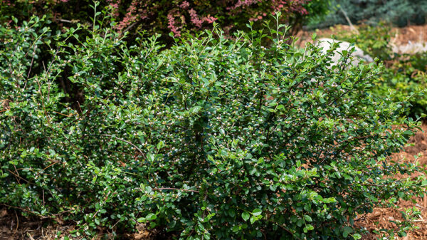 How to Transform Your Landscape with Border Plantings | First Editions