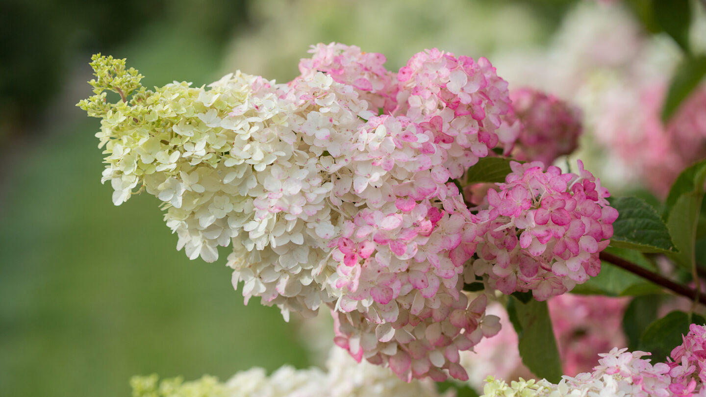 Panicle Hydrangeas: Everything You Need to Know | First Editions
