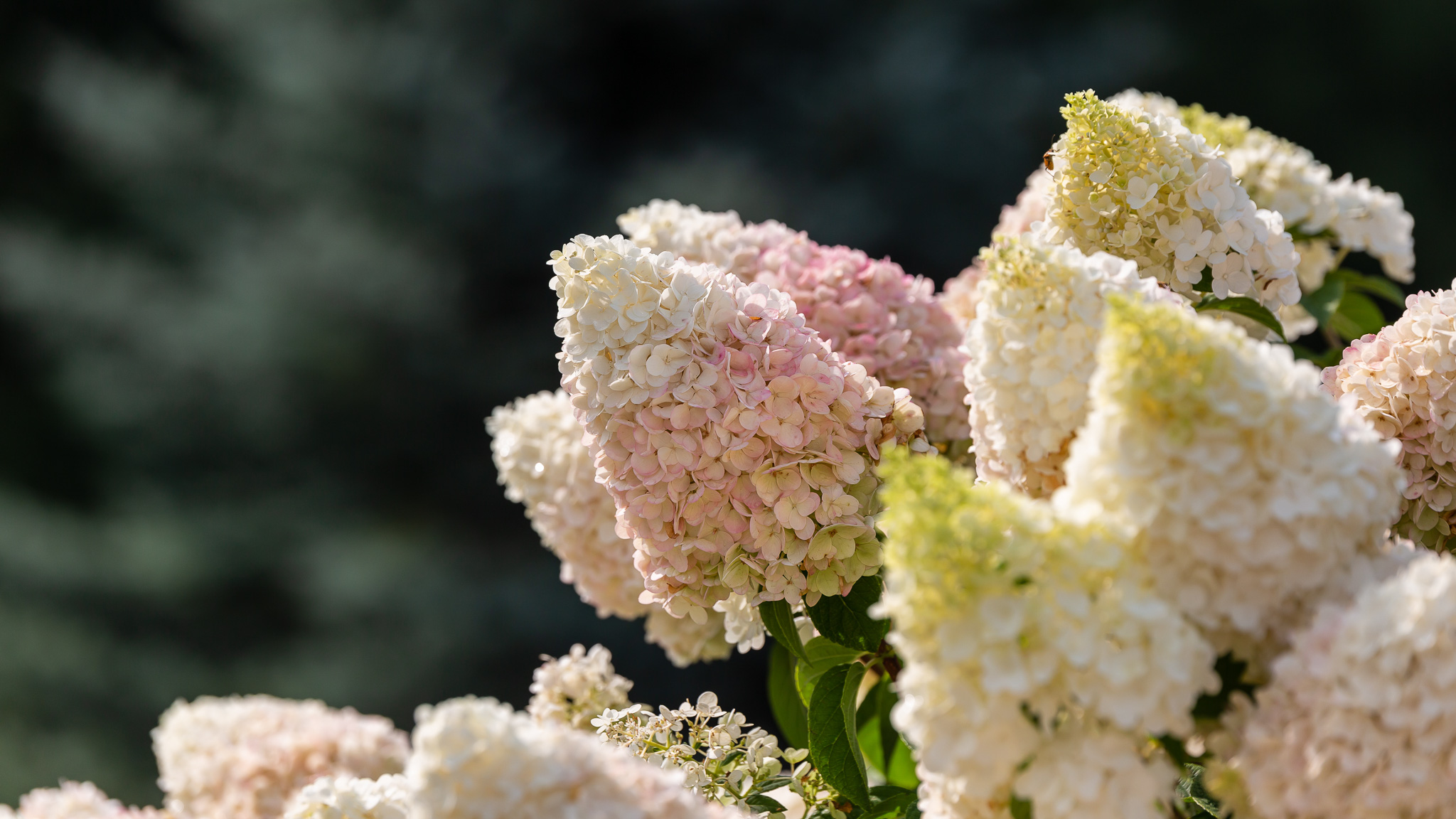 Panicle Hydrangeas: Everything You Need to Know | First Editions