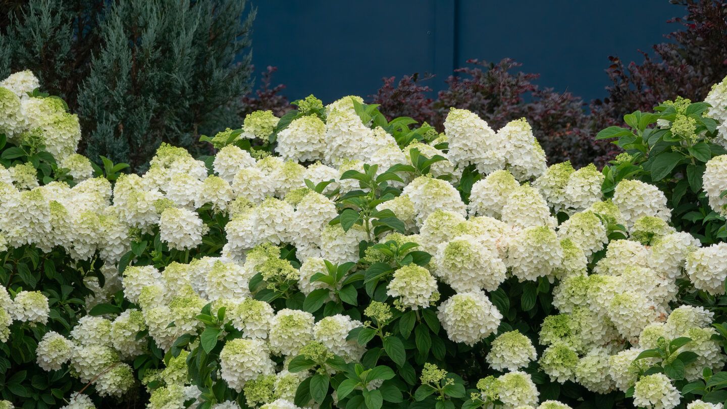 Panicle Hydrangeas: Everything You Need to Know | First Editions