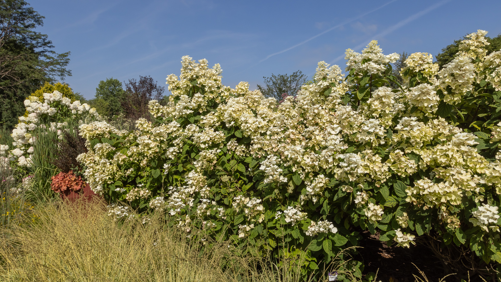 Panicle Hydrangeas: Everything You Need to Know | First Editions