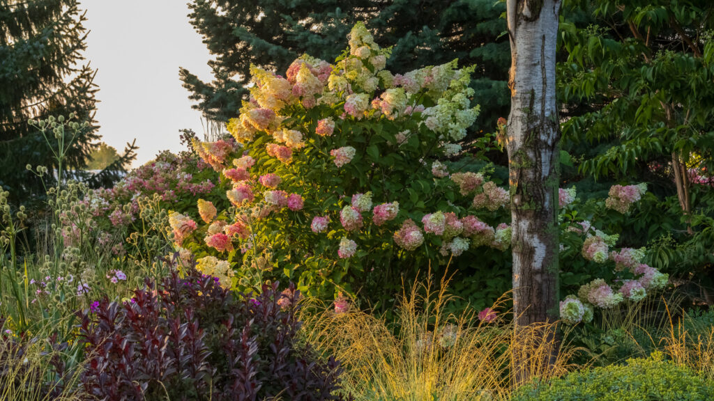 Panicle Hydrangeas: Everything You Need to Know | First Editions