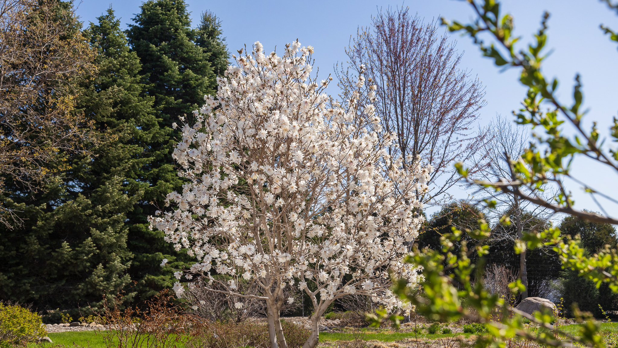 Rock Star Plant - Centennial Blush Star Magnolia | First Editions