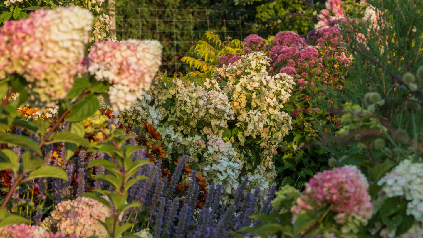 Shrub Pairing Made Easy: Best Buds and Companion Plants | First Editions