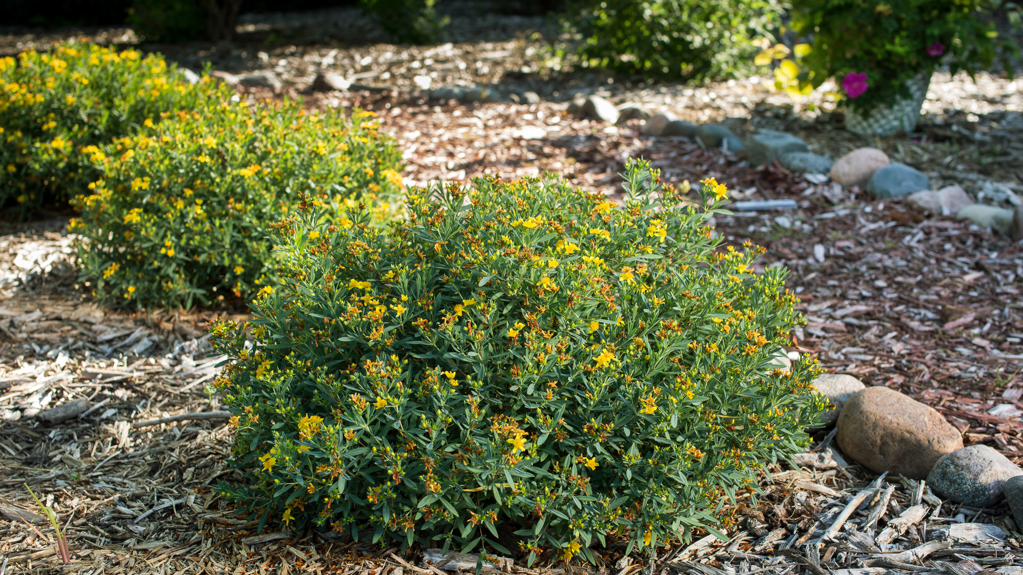 Cobalt-n-Gold™ Hypericum: A Hypericum Kalmianum Rock Star Plant | First ...
