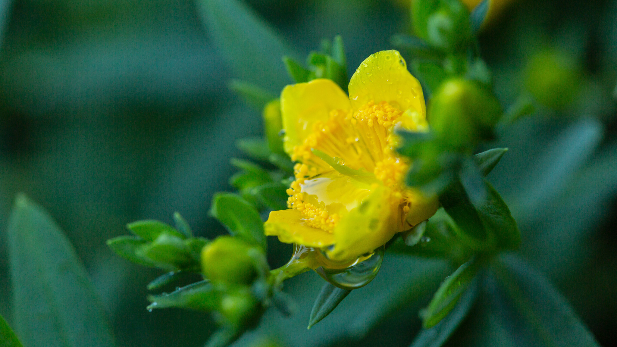 Cobalt-n-Gold™ Hypericum: A Hypericum Kalmianum Rock Star Plant | First ...