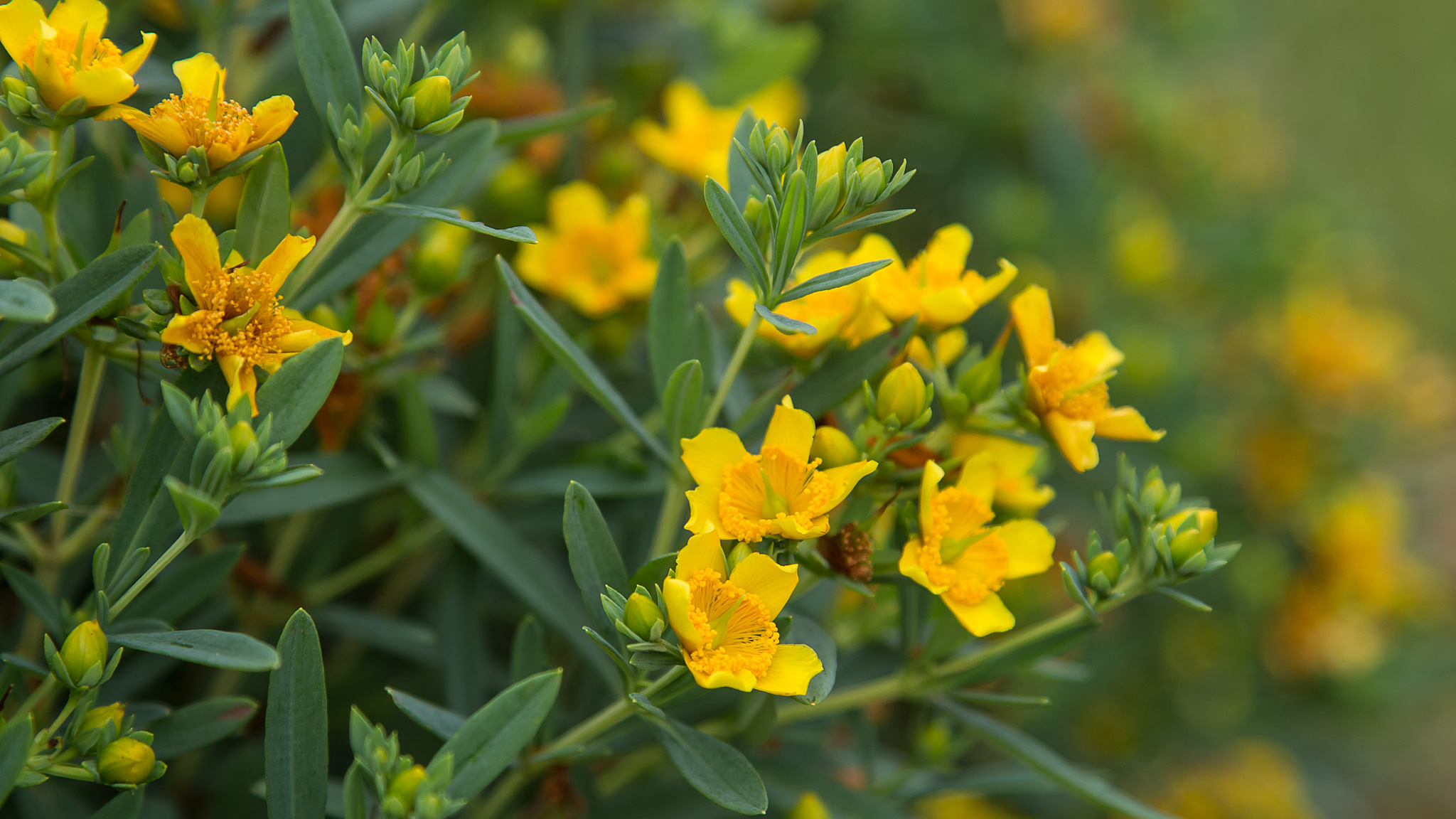 Cobalt-n-Gold™ Hypericum: A Hypericum Kalmianum Rock Star Plant | First ...