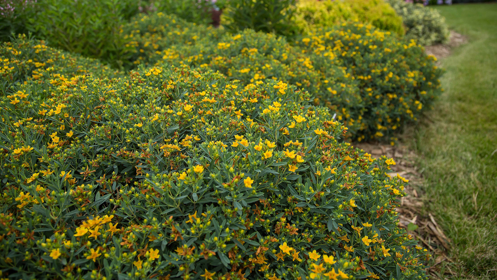 Cobalt-n-Gold™ Hypericum: A Hypericum Kalmianum Rock Star Plant | First ...