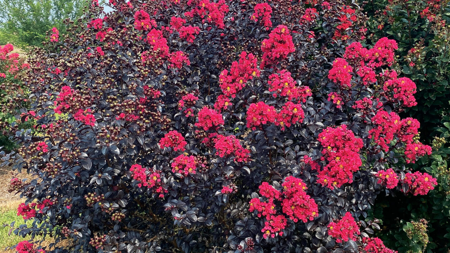 Shadow Magic™ Crapemyrtle | First Editions