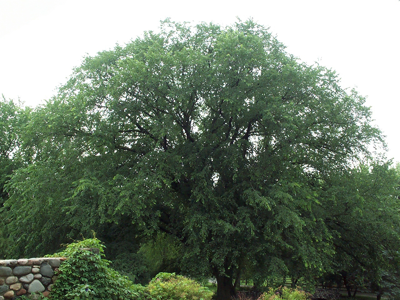 St Croix™ American Elm | First Editions