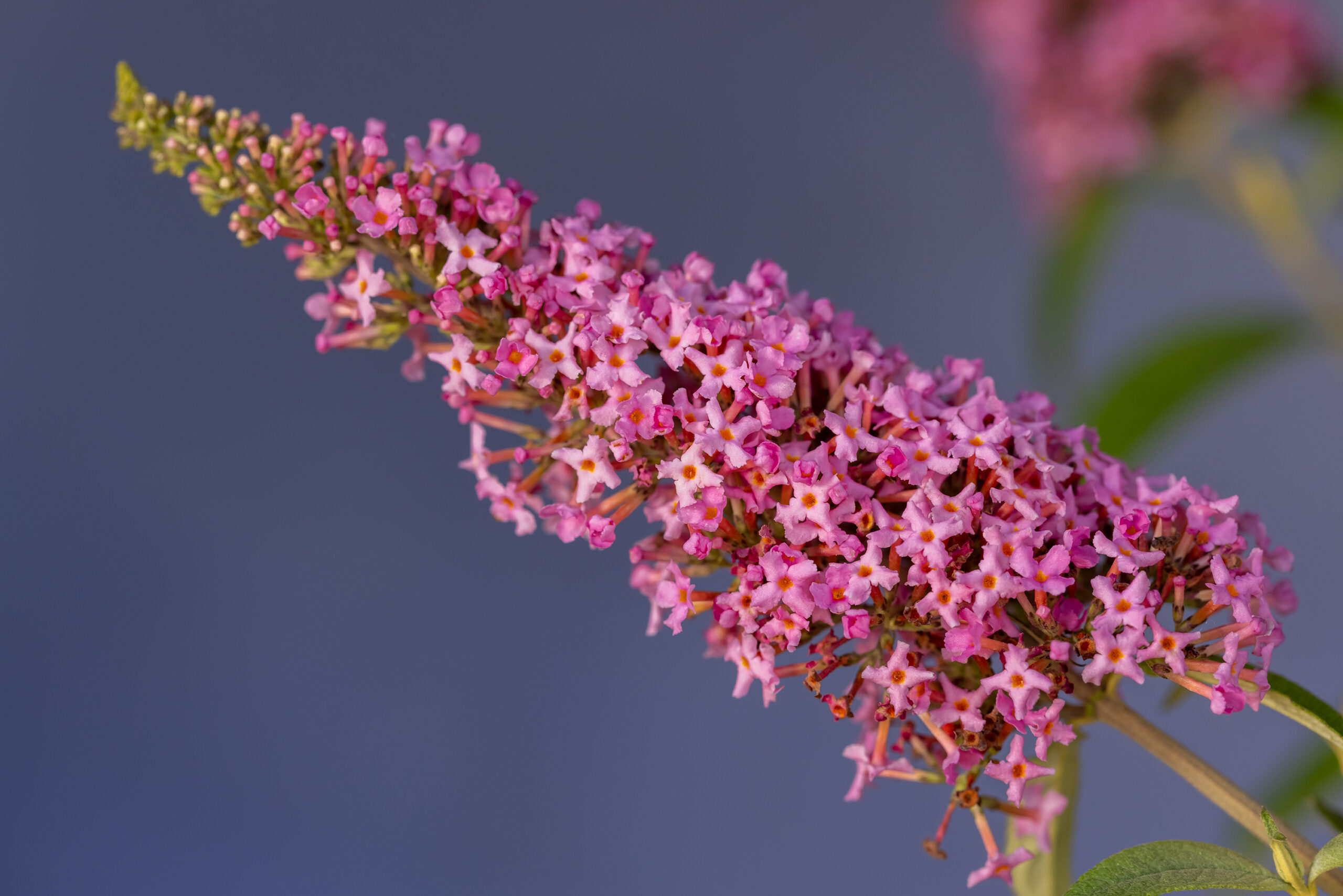 Trippy Pink® Butterfly Bush | First Editions