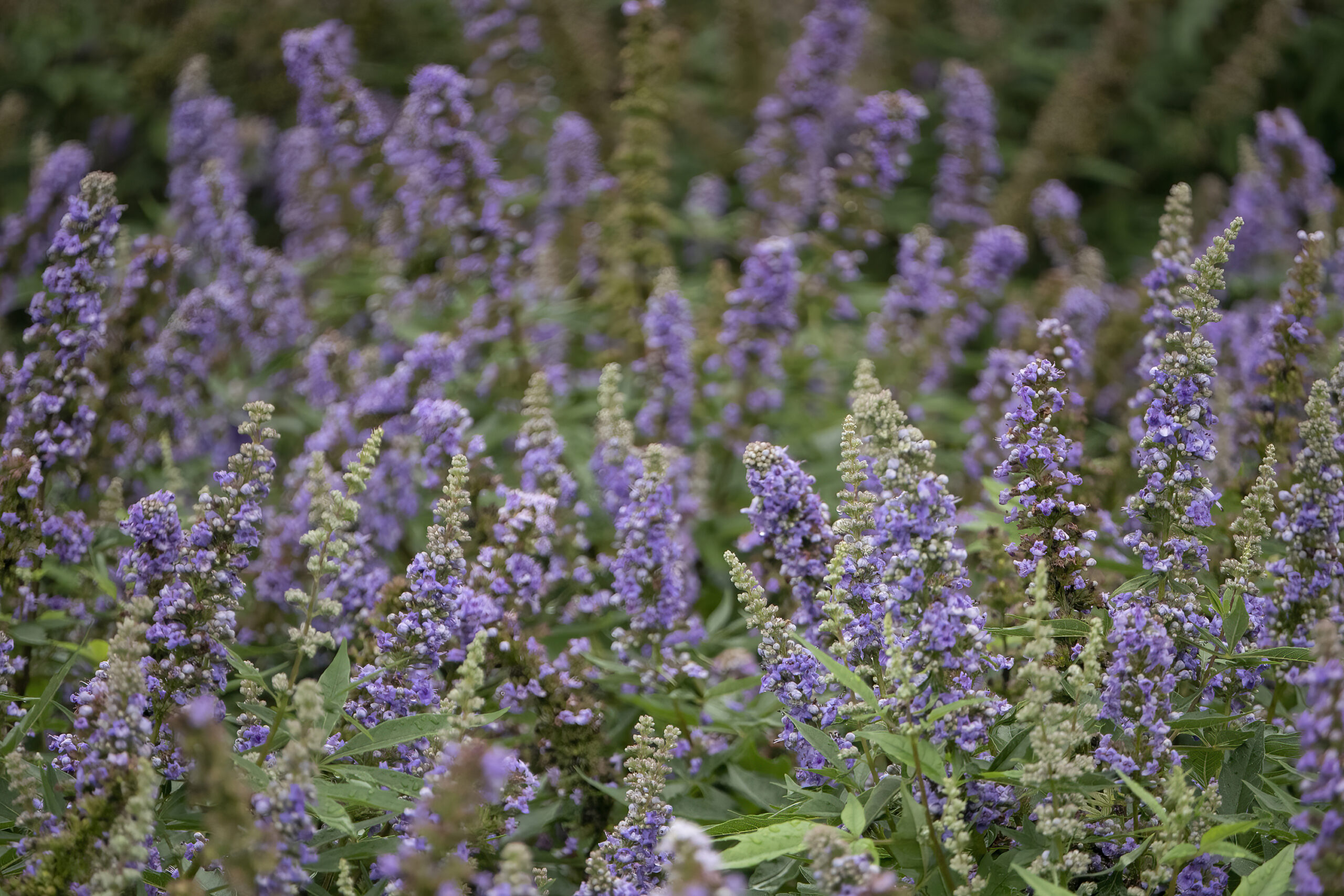 Violet Mist® Chastetree | First Editions