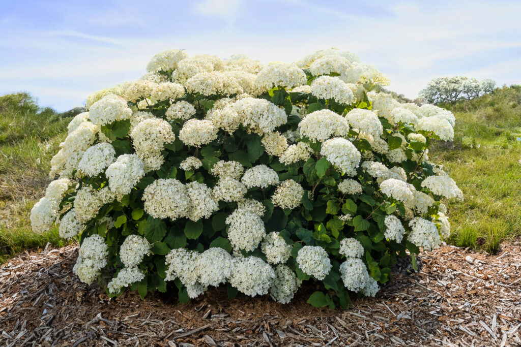 Say Hello to FlowerFull® Smooth Hydrangea, the New Hydrangea with ...