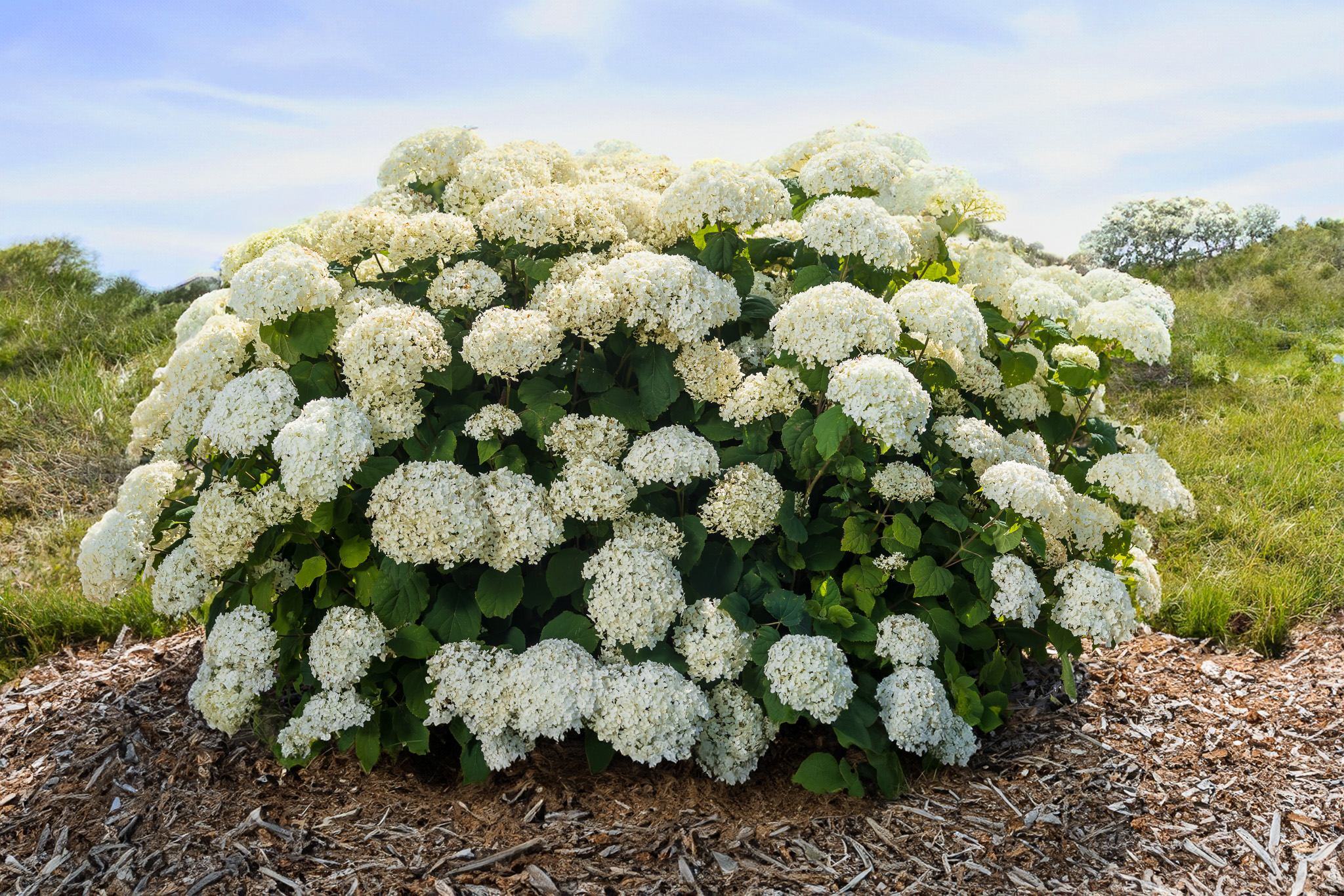 Say Hello to FlowerFull® Smooth Hydrangea, the New Hydrangea with ...