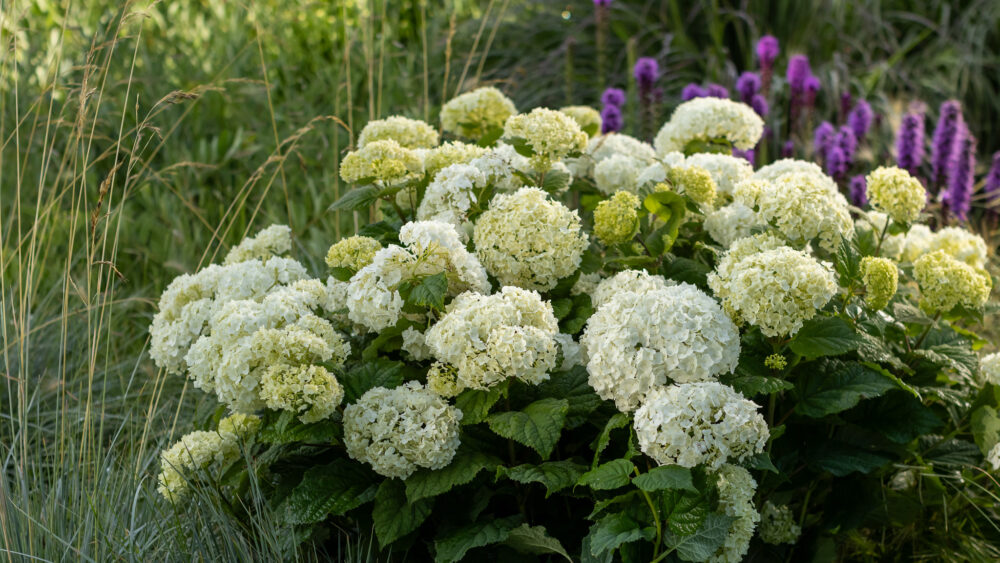 Say Hello to FlowerFull® Smooth Hydrangea, the New Hydrangea with ...