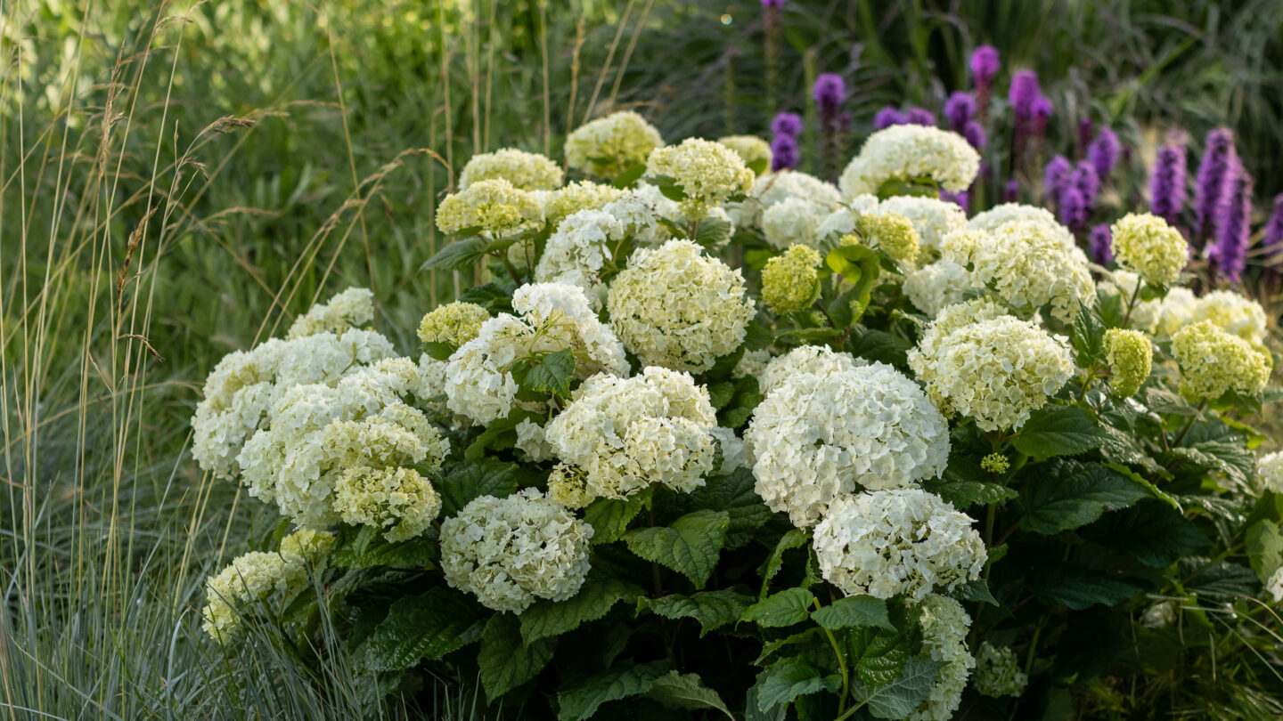 Say Hello to FlowerFull® Smooth Hydrangea, the New Hydrangea with ...