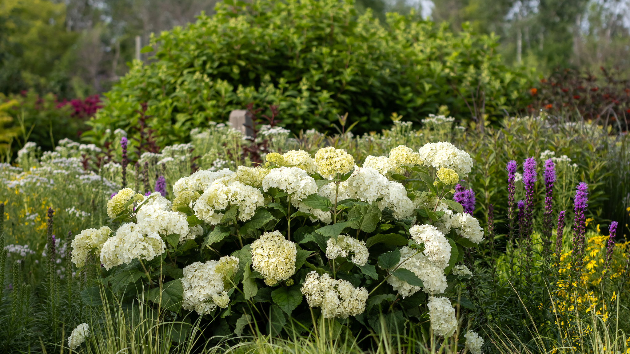 Say Hello to FlowerFull® Smooth Hydrangea, the New Hydrangea with ...