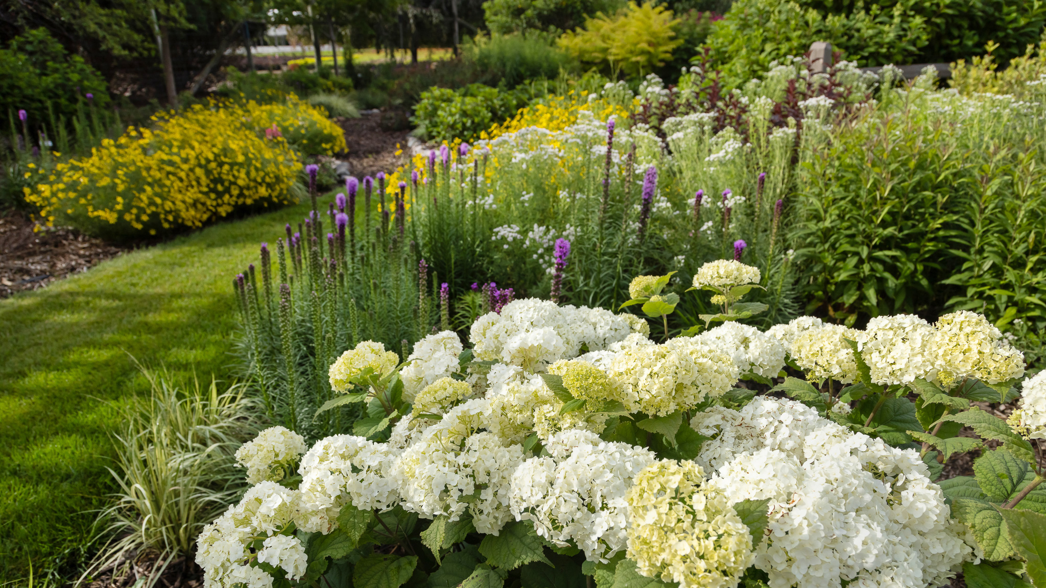 Say Hello to FlowerFull® Smooth Hydrangea, the New Hydrangea with ...