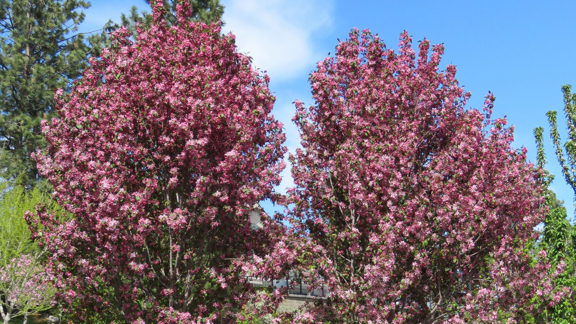 Six Landscape Game-Changers: 2025’s Best New Shrubs & Trees from First ...