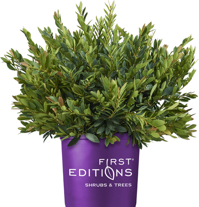 Problem Solved North | First Editions