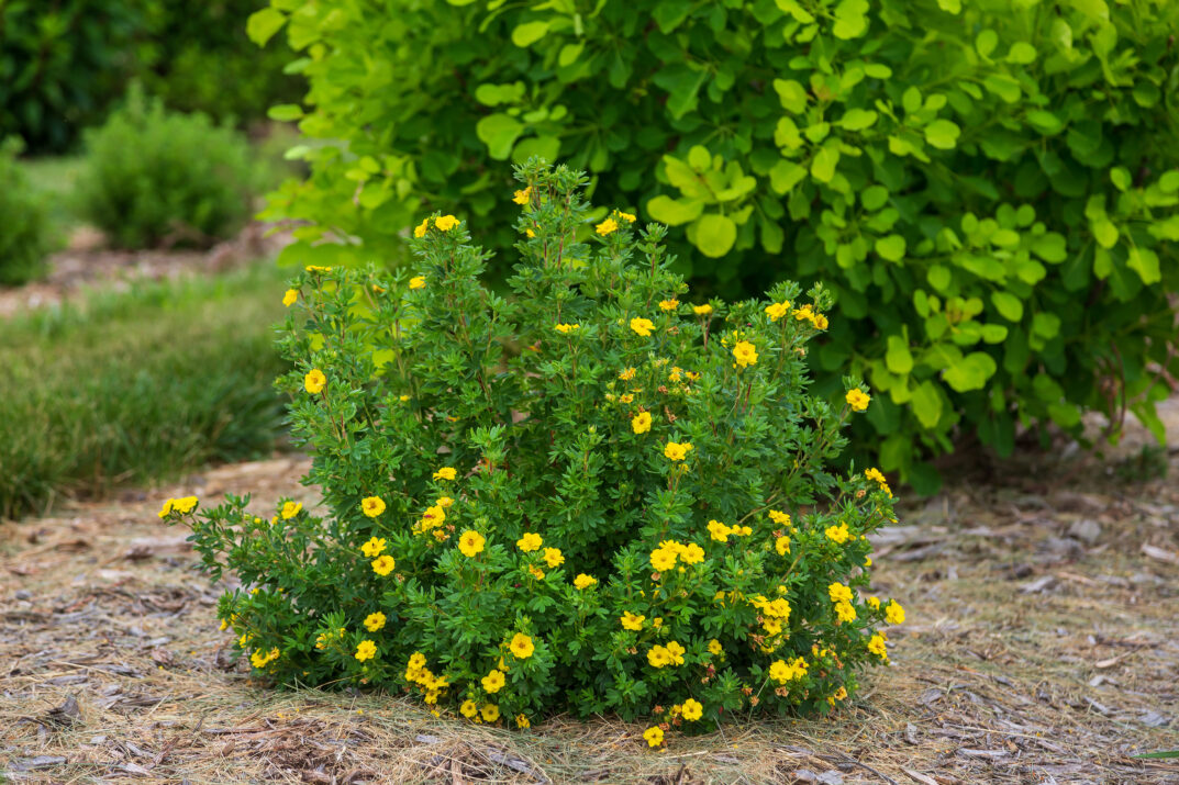 Pineapple Tart™ Potentilla | First Editions